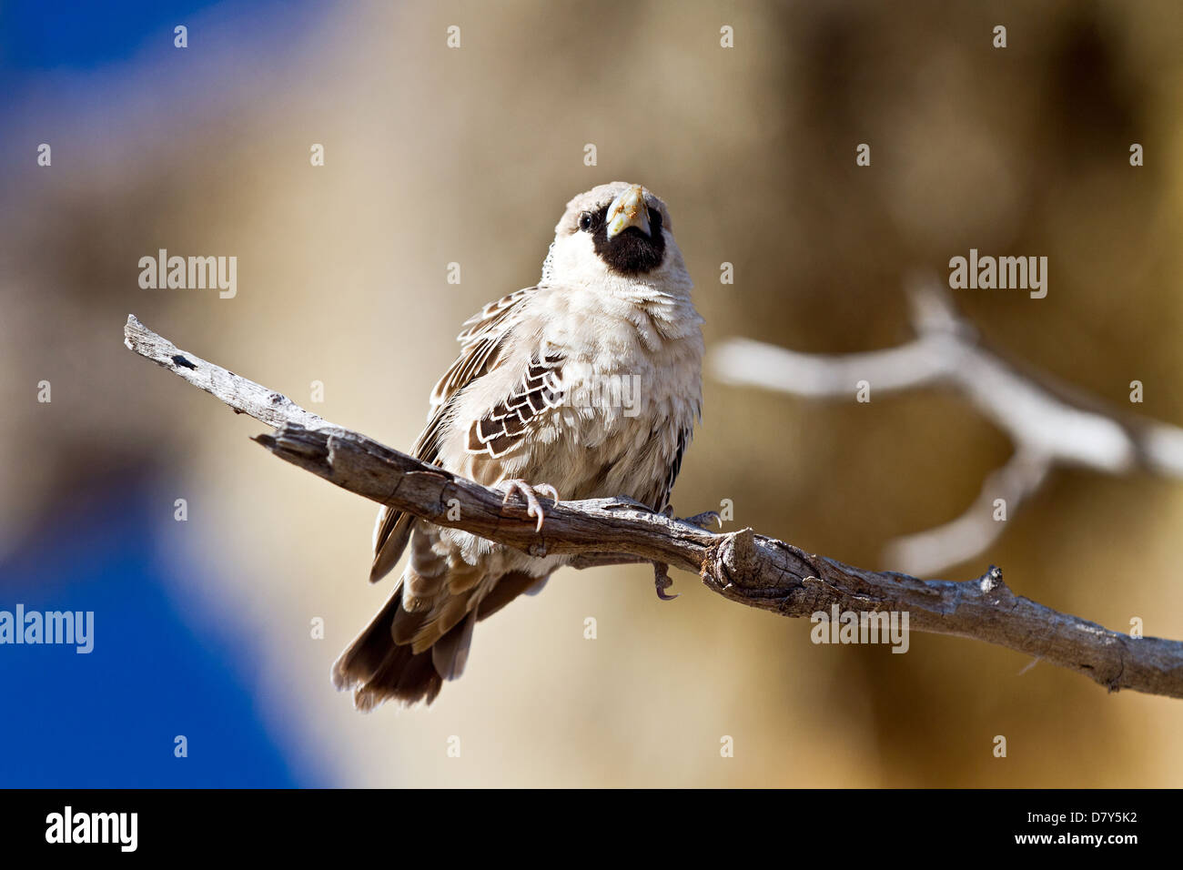 Social weavers hi-res stock photography and images - Alamy