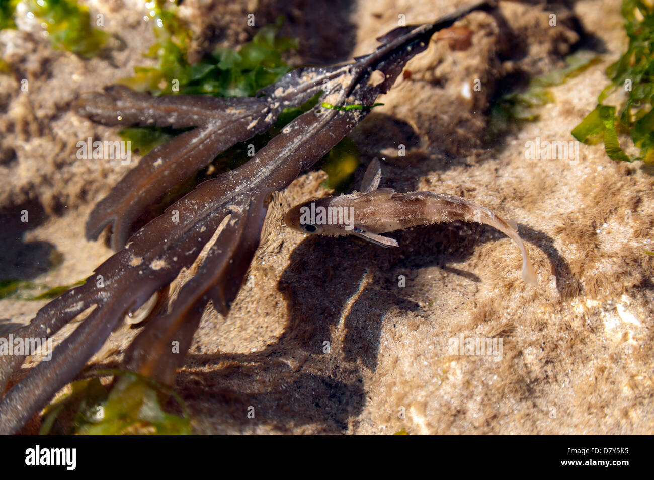 Rock pool blenny hi-res stock photography and images - Alamy
