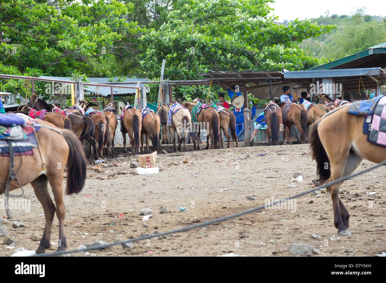 Horses taking Tourists up to the Volcano Taal in the Philippines Stock ...