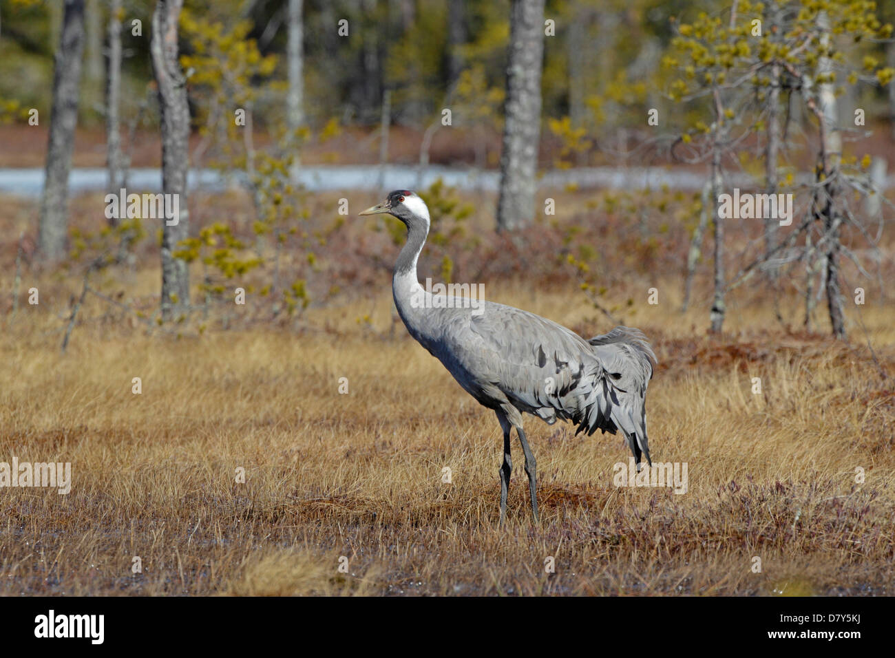 Common Crane on a swamp in Finland Stock Photo - Alamy