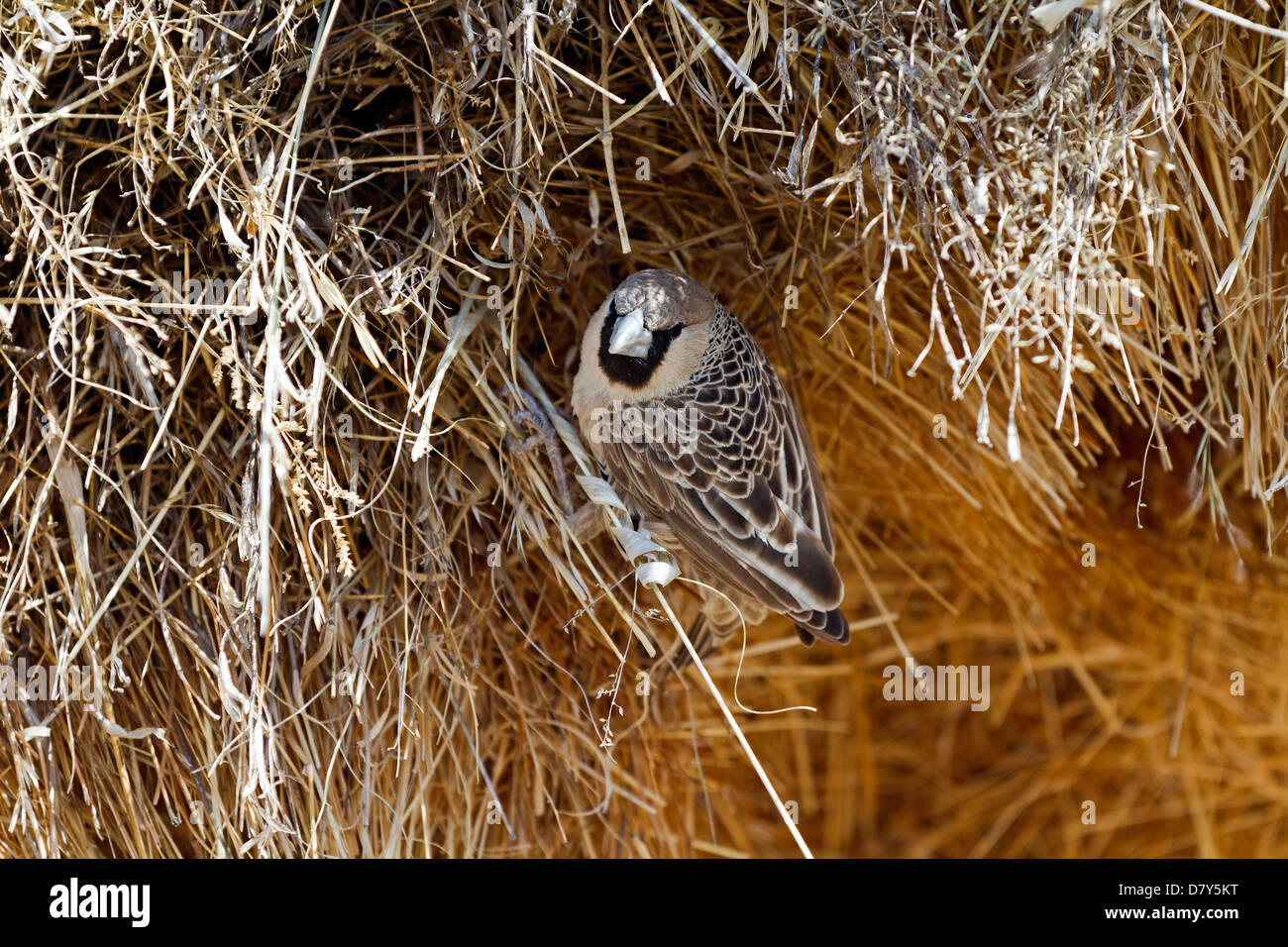 Social weavers hi-res stock photography and images - Alamy