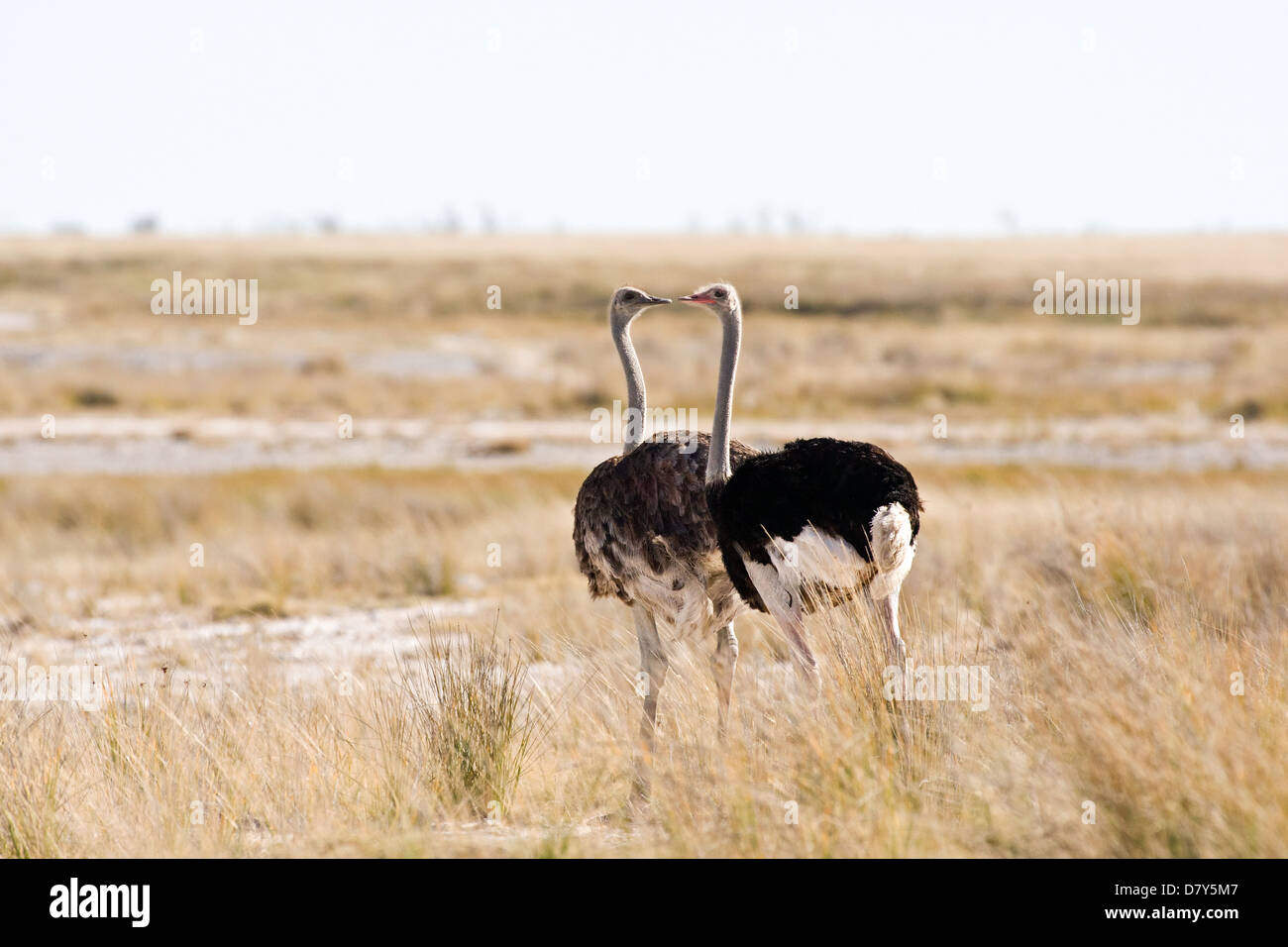 Back view of african ostrich hi-res stock photography and images - Alamy