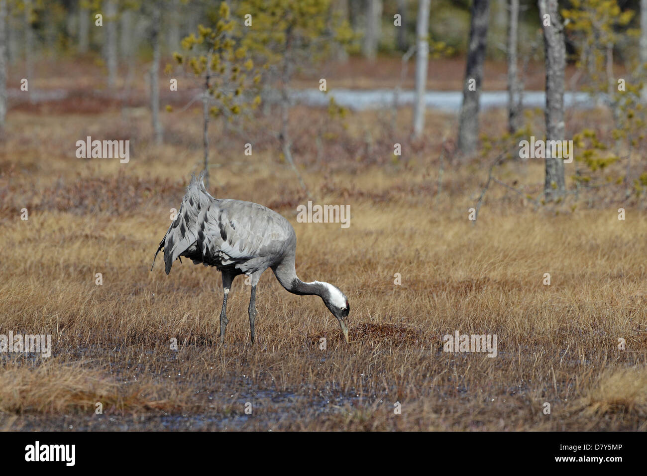 Common Crane feeding on a swamp in Finland Stock Photo - Alamy