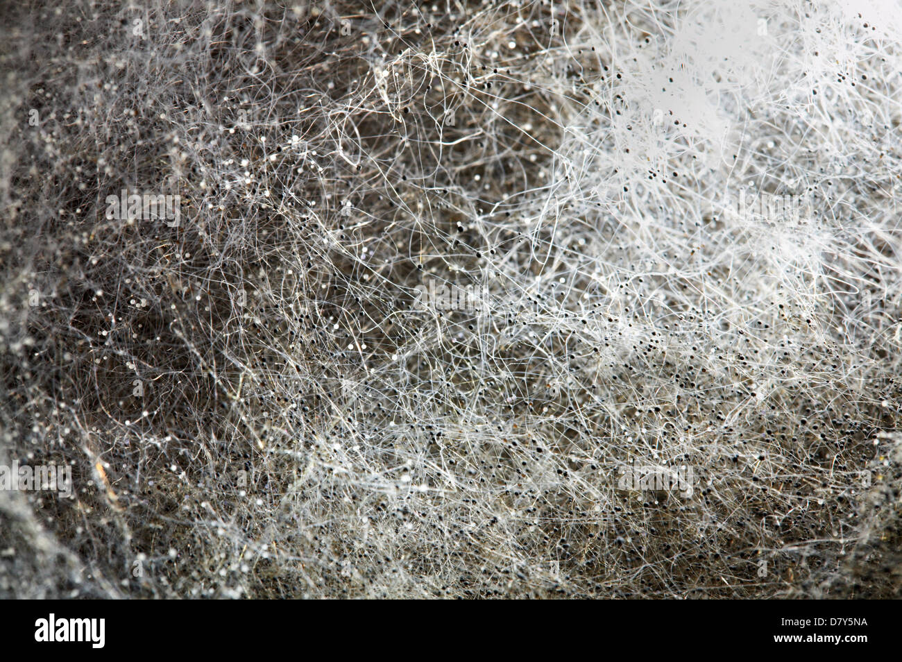 Photo of a mould close up Stock Photo - Alamy