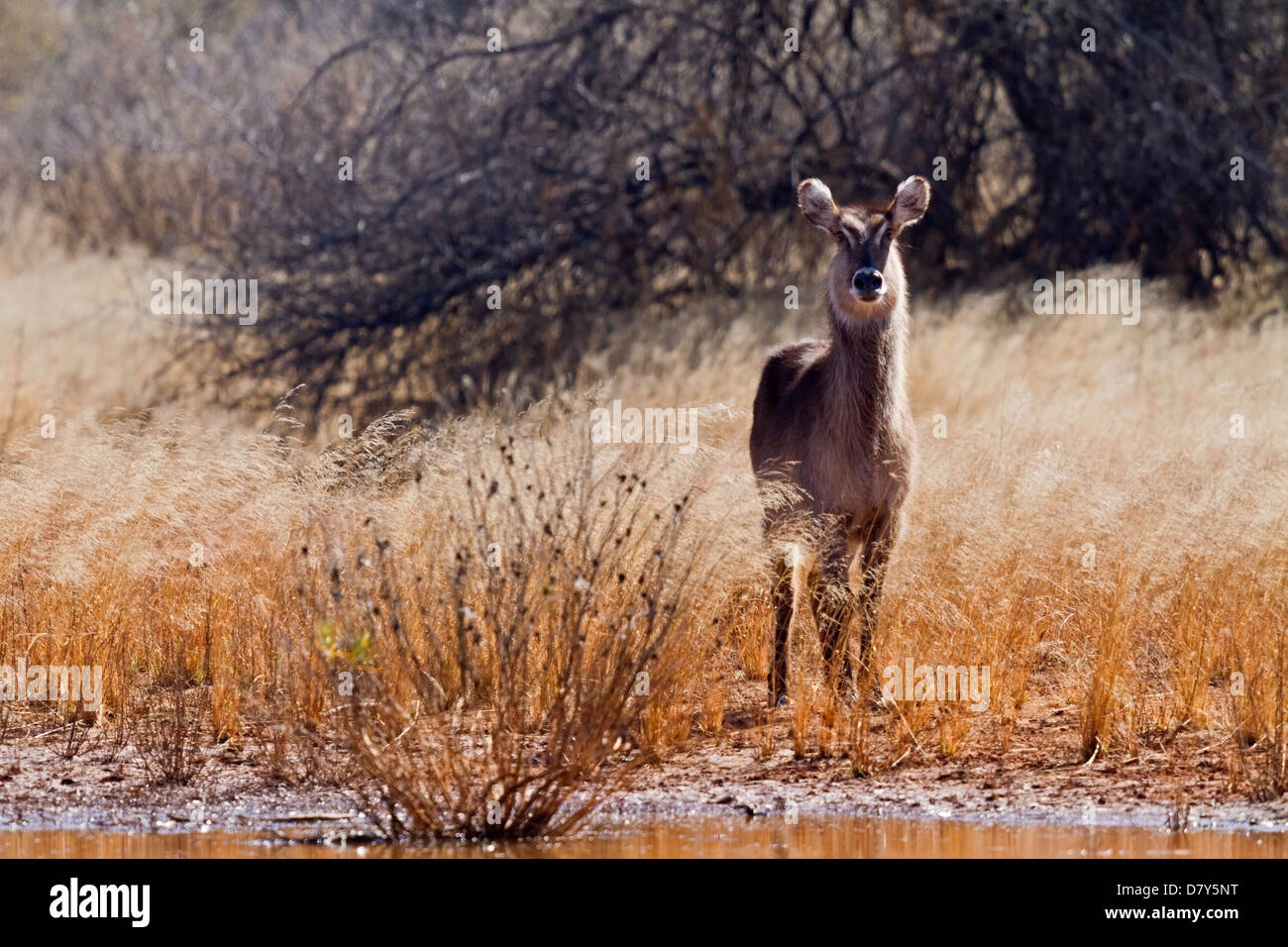 Waterbuck at riverbank hi-res stock photography and images - Alamy
