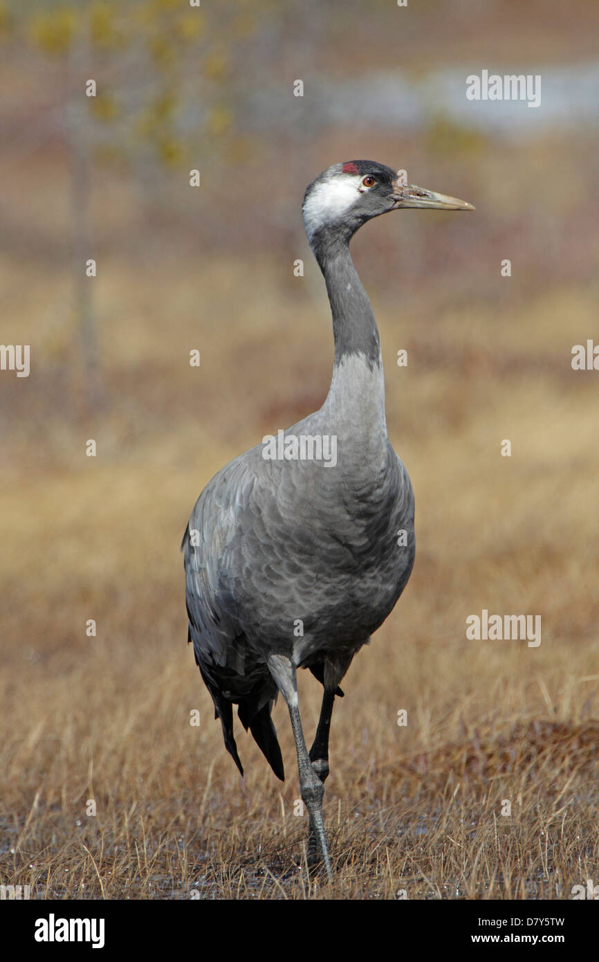 Common Crane on a swamp in Finland Stock Photo - Alamy