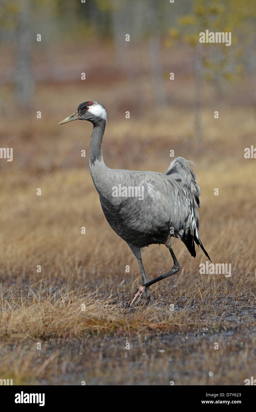 Common Crane on a swamp in Finland Stock Photo - Alamy
