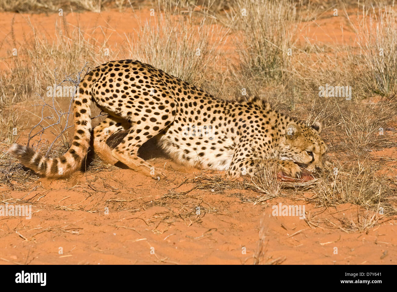 Leopard eating cheetah hi-res stock photography and images - Alamy