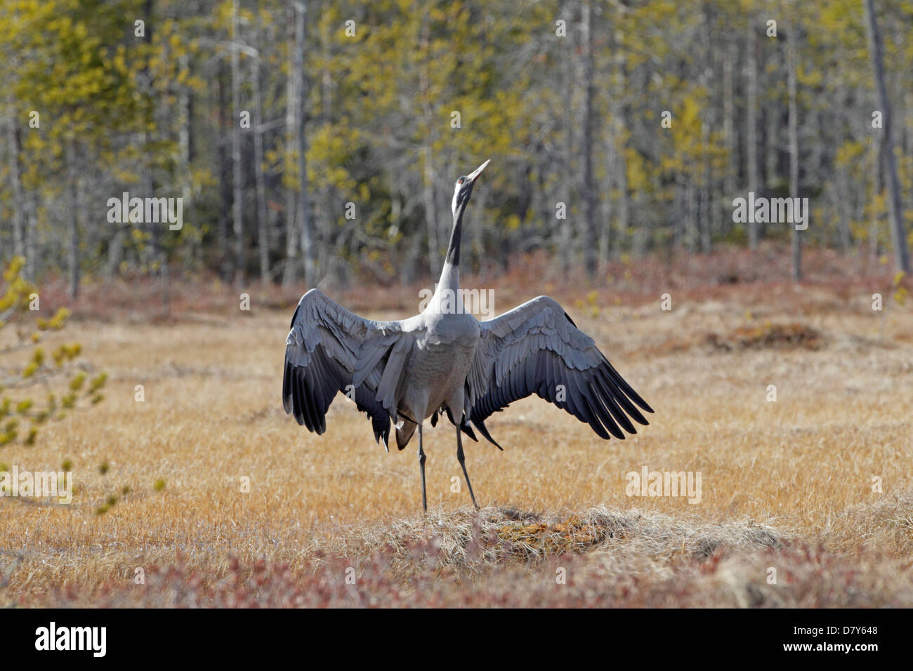 Female in swamp hi-res stock photography and images - Alamy
