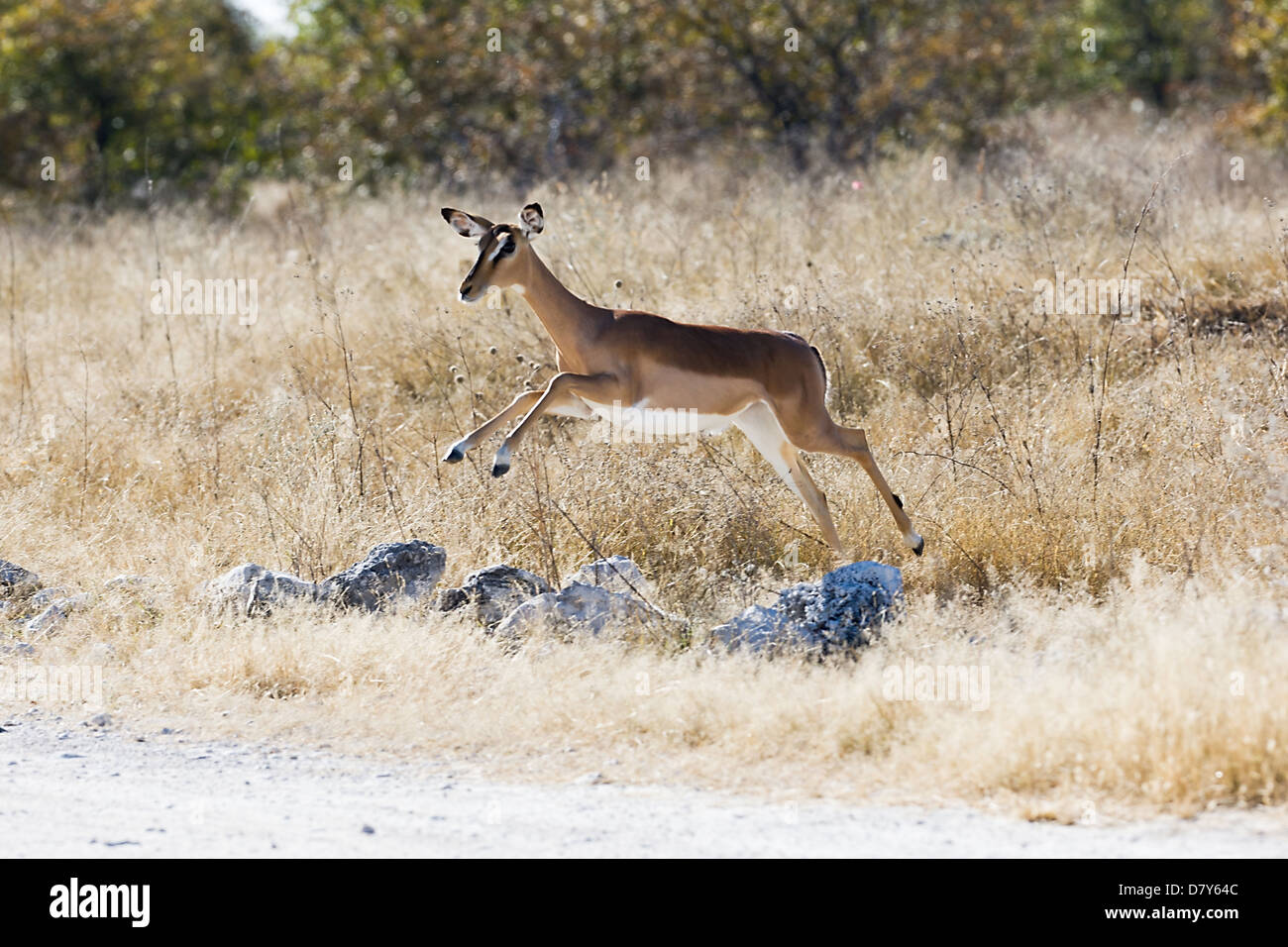 Impalas jumping hi-res stock photography and images - Alamy