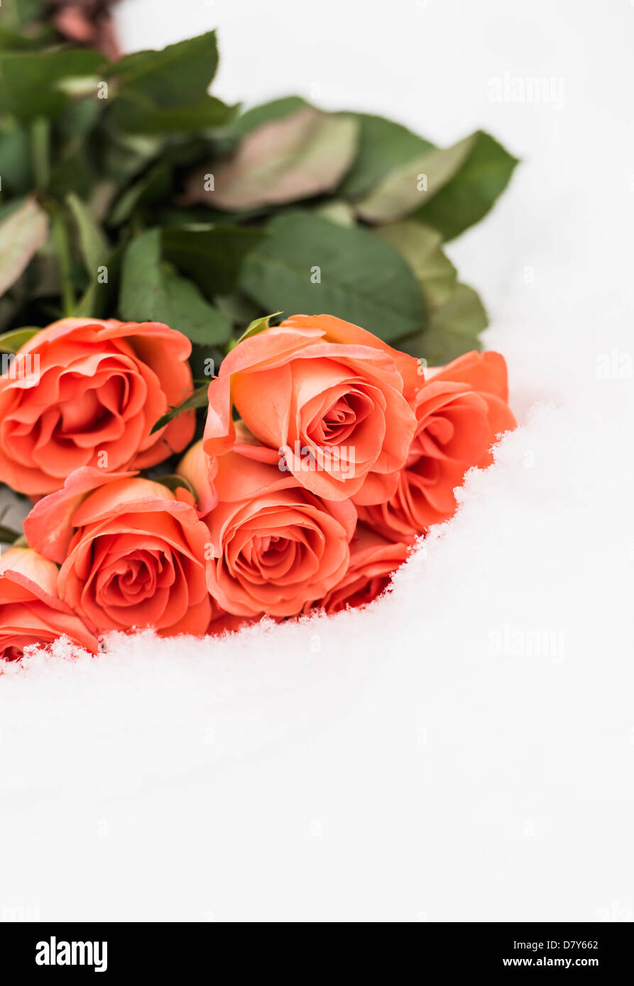 Roses images hi-res stock photography and images - Alamy