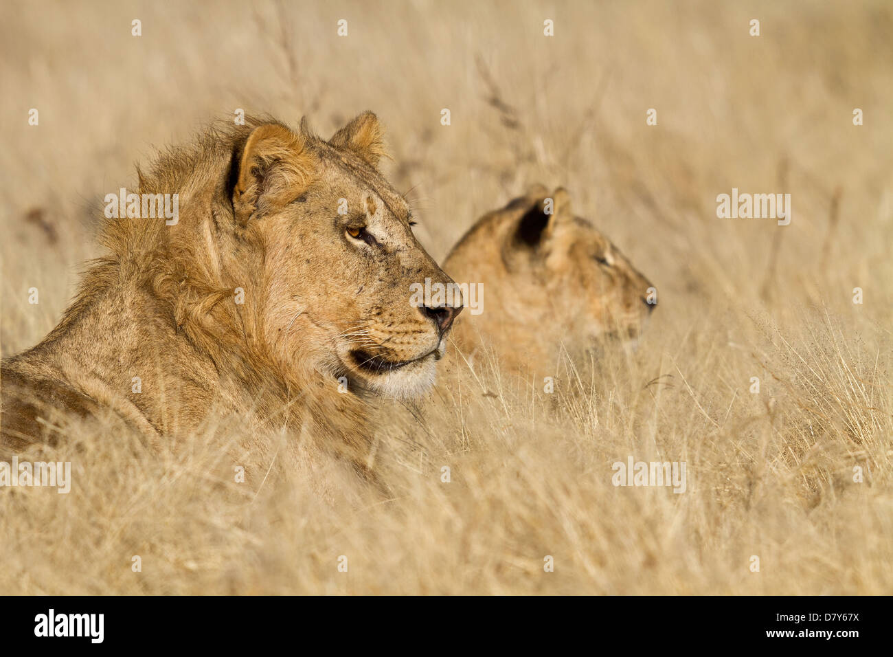 Two lions lie side hi-res stock photography and images - Alamy