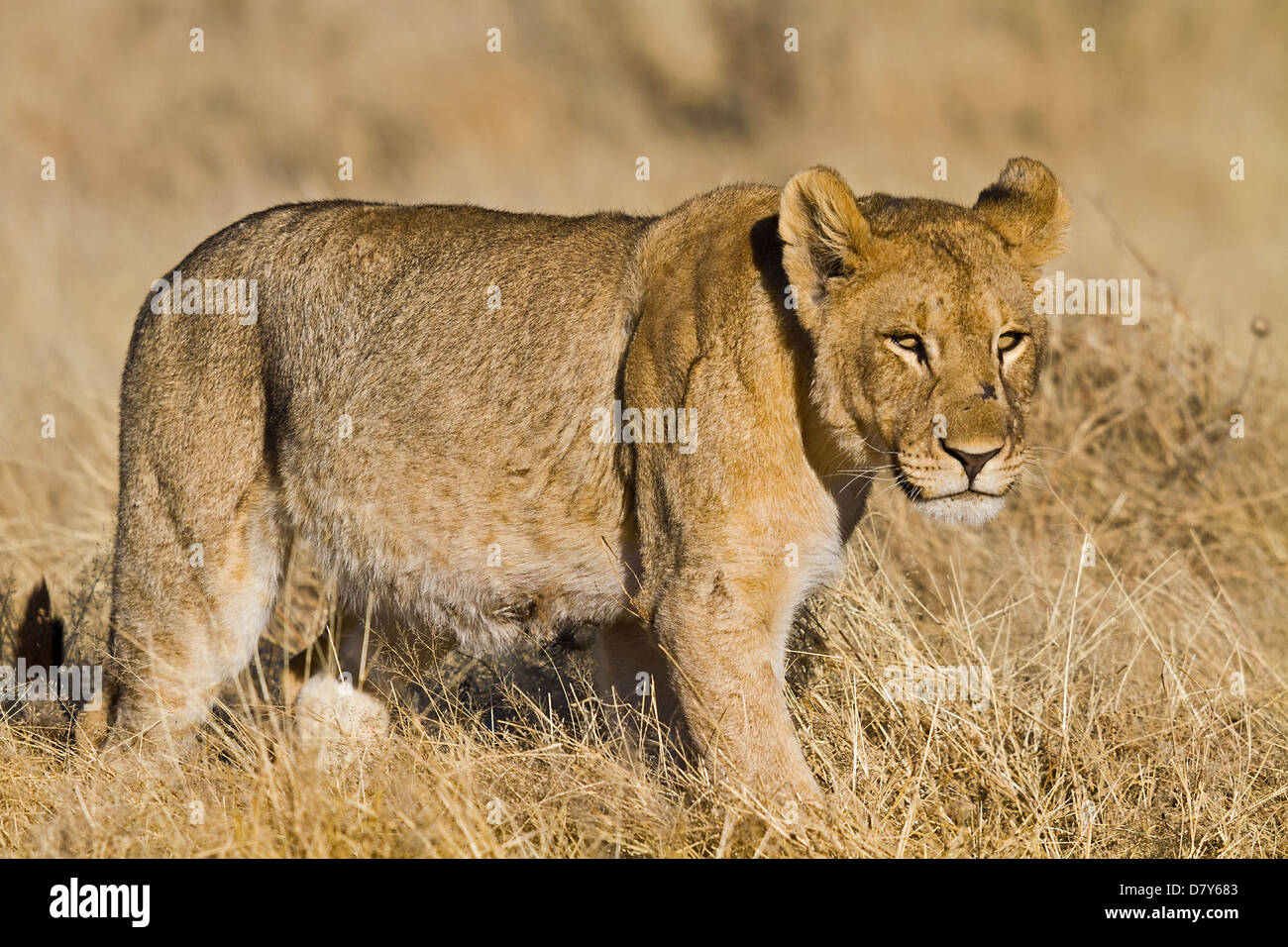 Go lionesses hi-res stock photography and images - Alamy