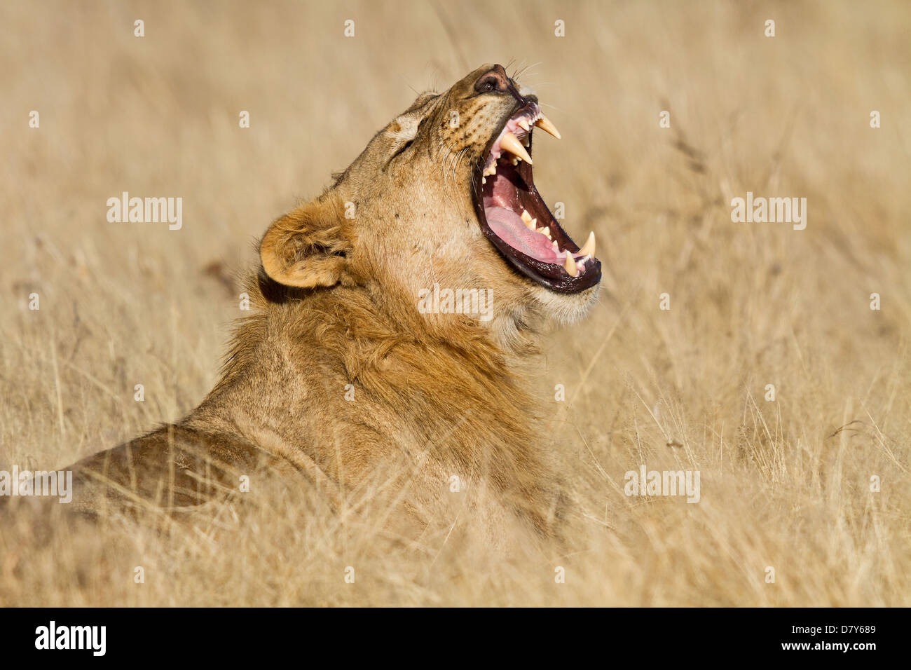 Lion Gape High Resolution Stock Photography and Images - Alamy