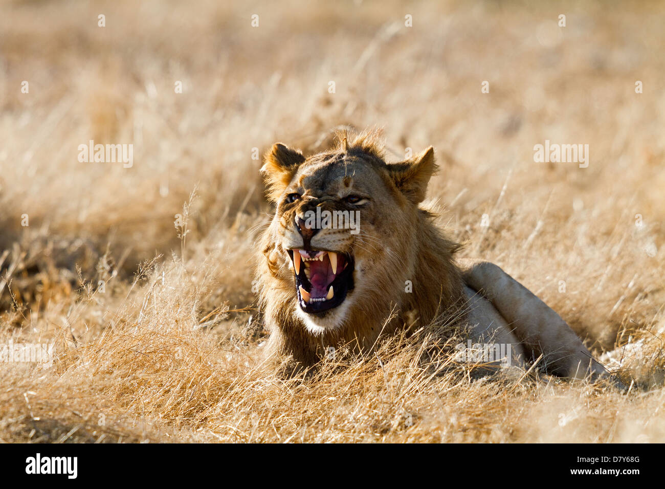 Lion hissing hi-res stock photography and images - Alamy