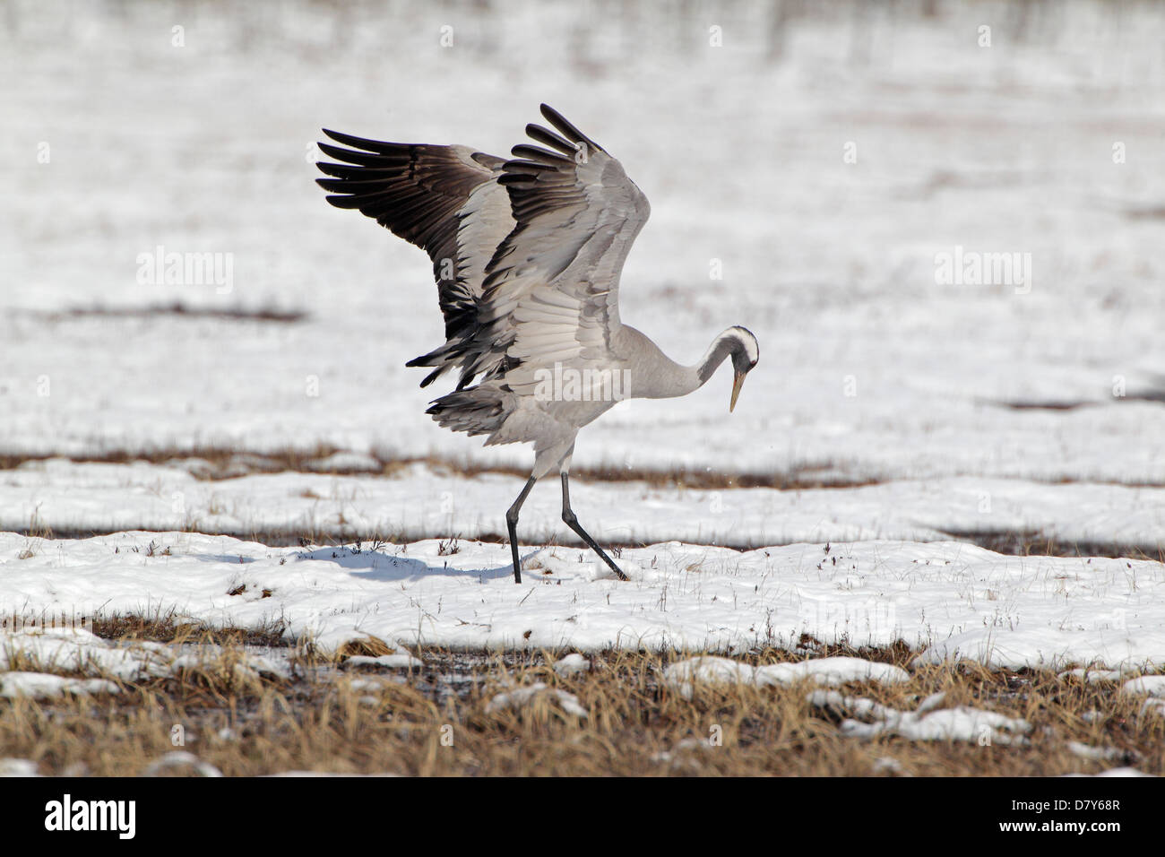 Common Crane on a swamp in Finland with wings outstretched Stock Photo ...