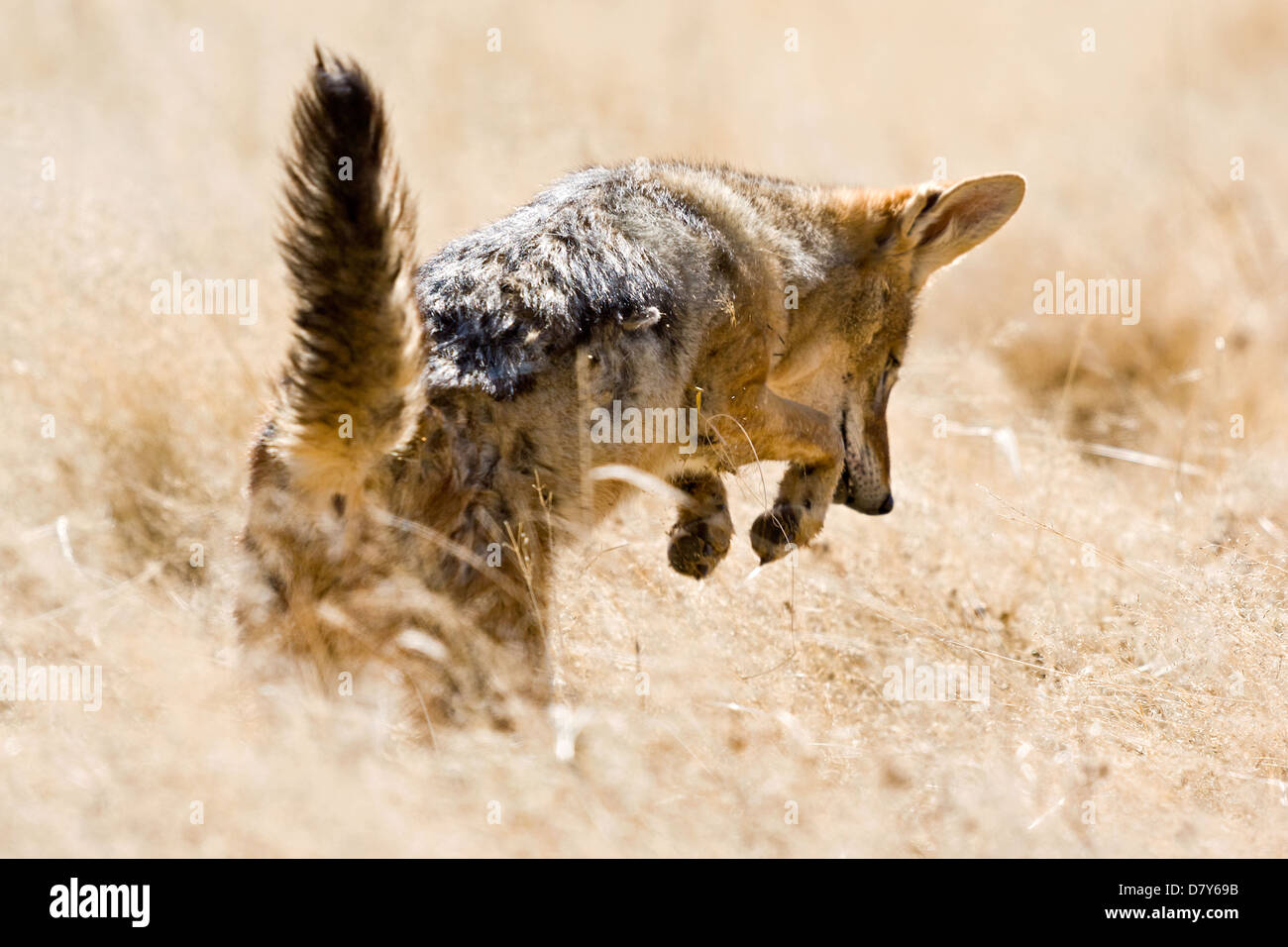 Silver back jackal hi-res stock photography and images - Alamy