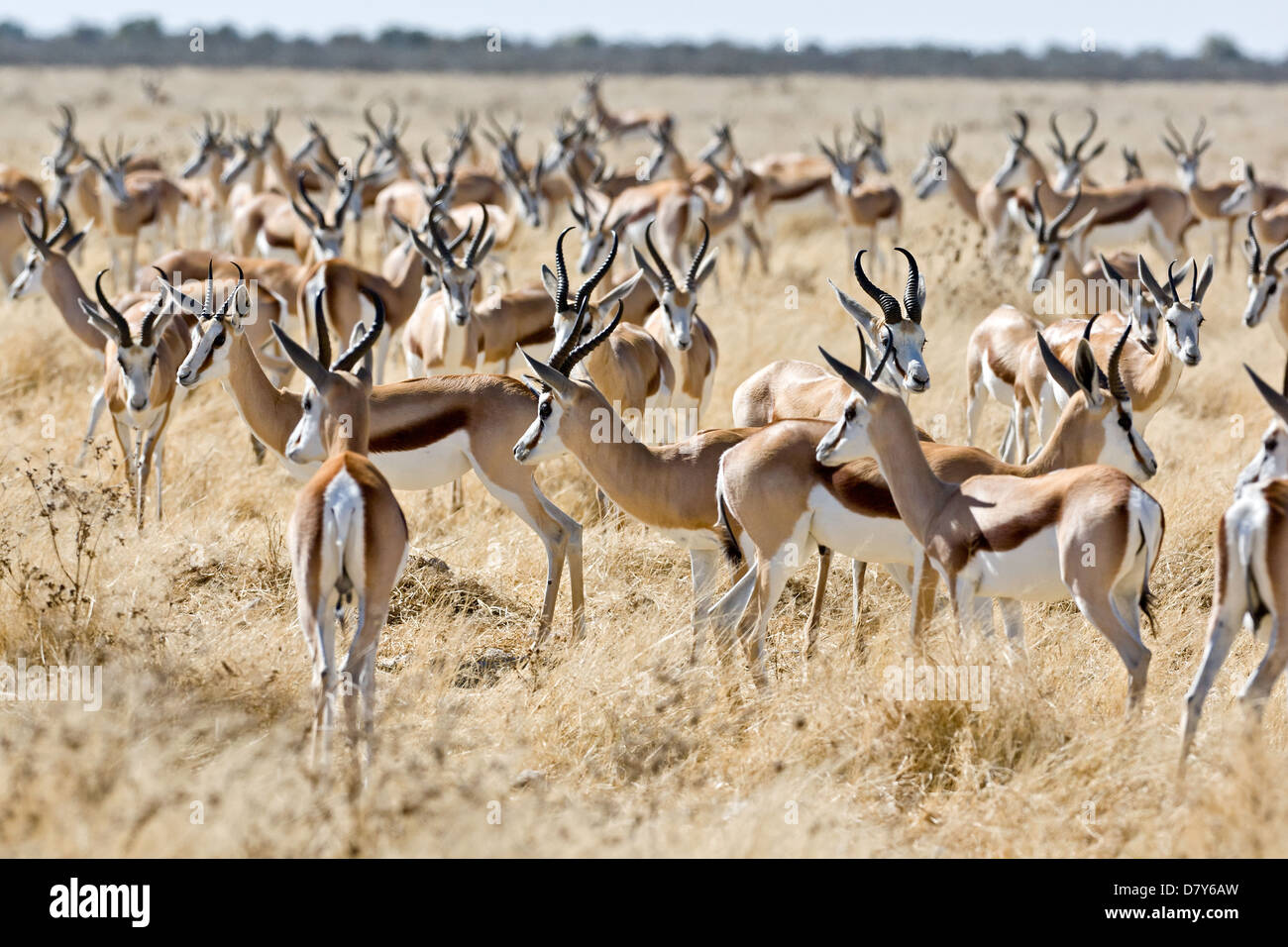 Rear view springbok hi-res stock photography and images - Alamy