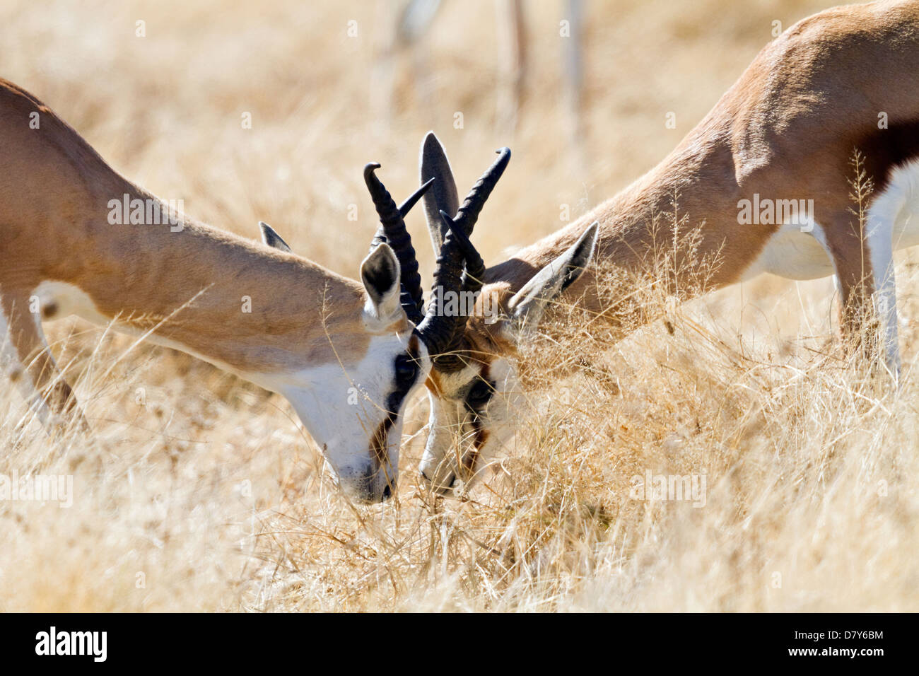 Springboks fighting hi-res stock photography and images - Alamy
