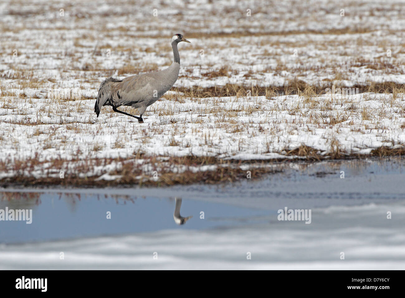 Common Crane on a swamp in Finland Stock Photo - Alamy
