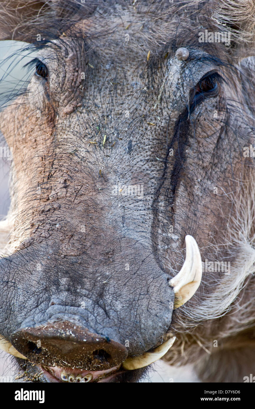 Wart and face hi-res stock photography and images - Alamy