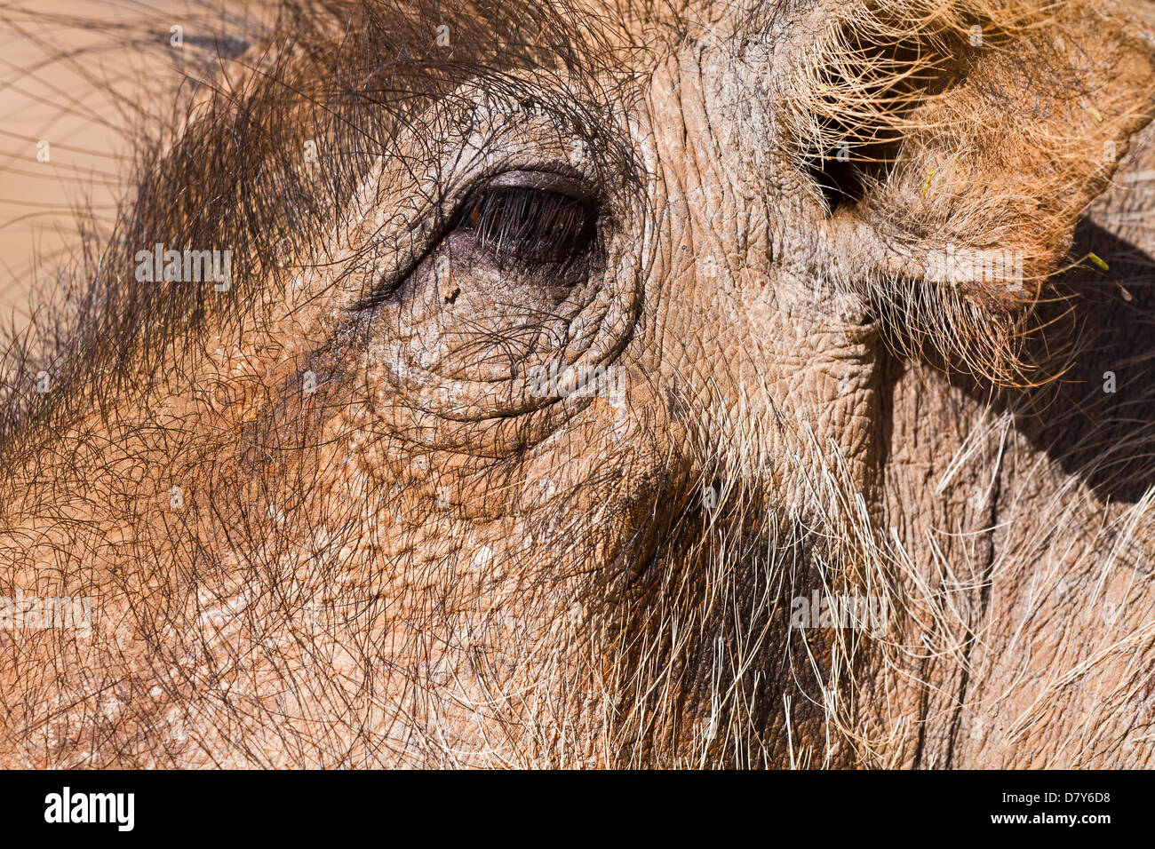 Profile view warthog hi-res stock photography and images - Alamy