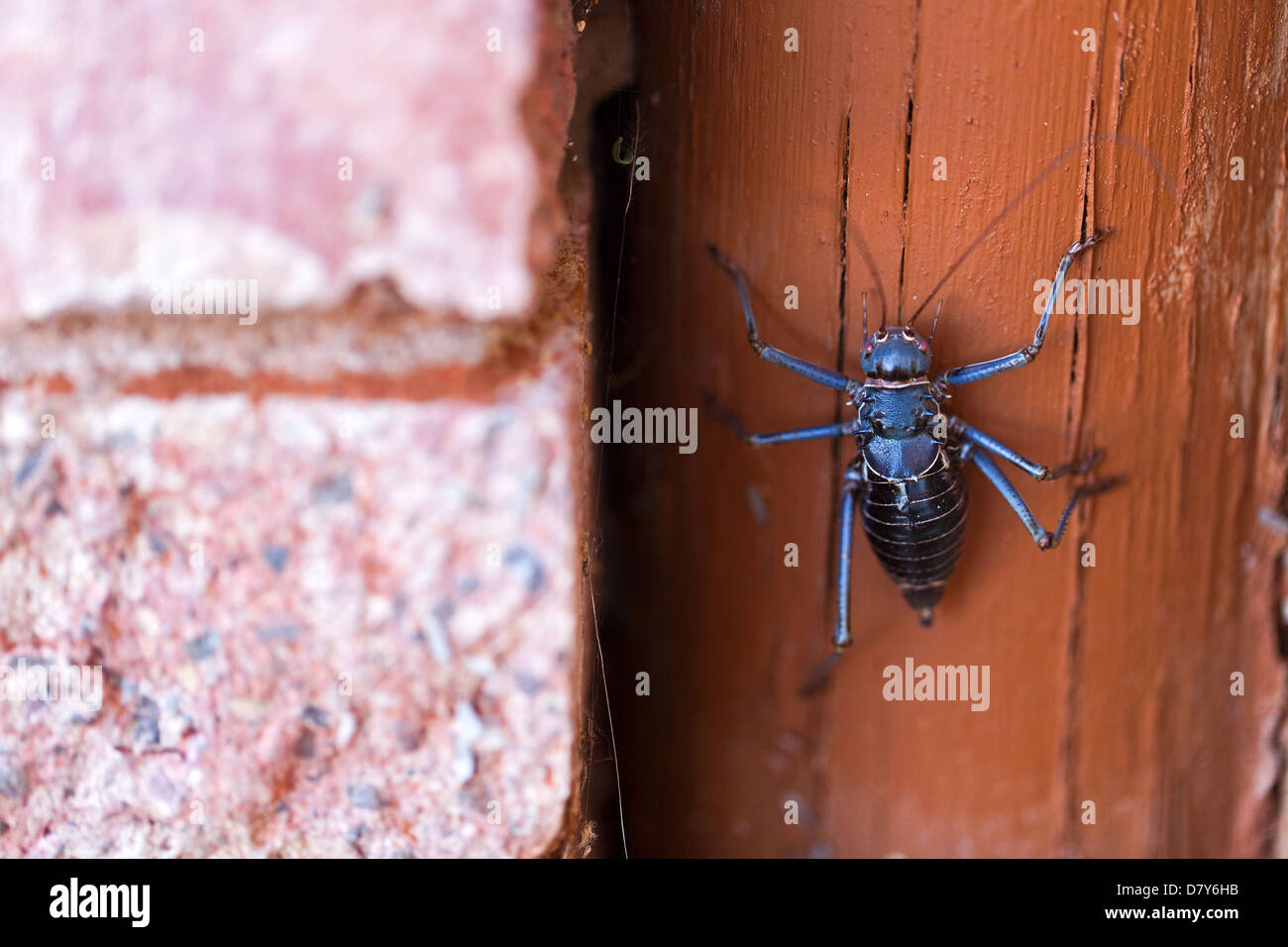 Acanthoplus High Resolution Stock Photography and Images - Alamy