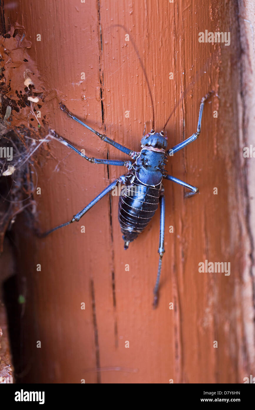 Armored insect hi-res stock photography and images - Alamy