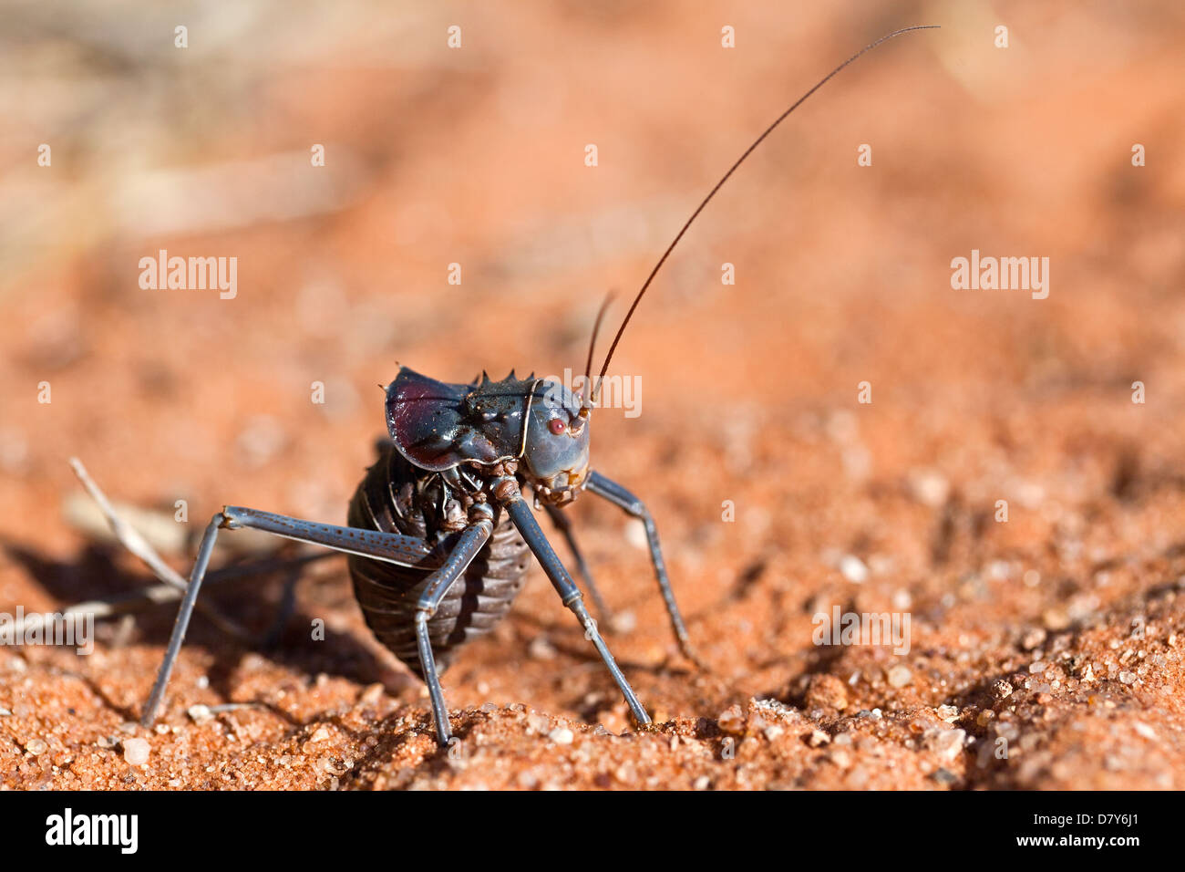 Acanthoplus hi-res stock photography and images - Alamy