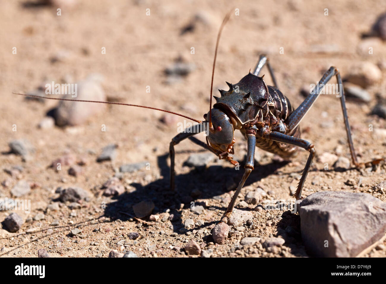Acanthoplus discoidalis hi-res stock photography and images - Alamy