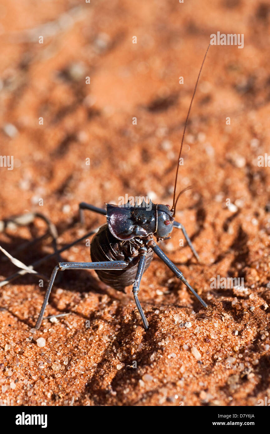 Acanthoplus hi-res stock photography and images - Alamy