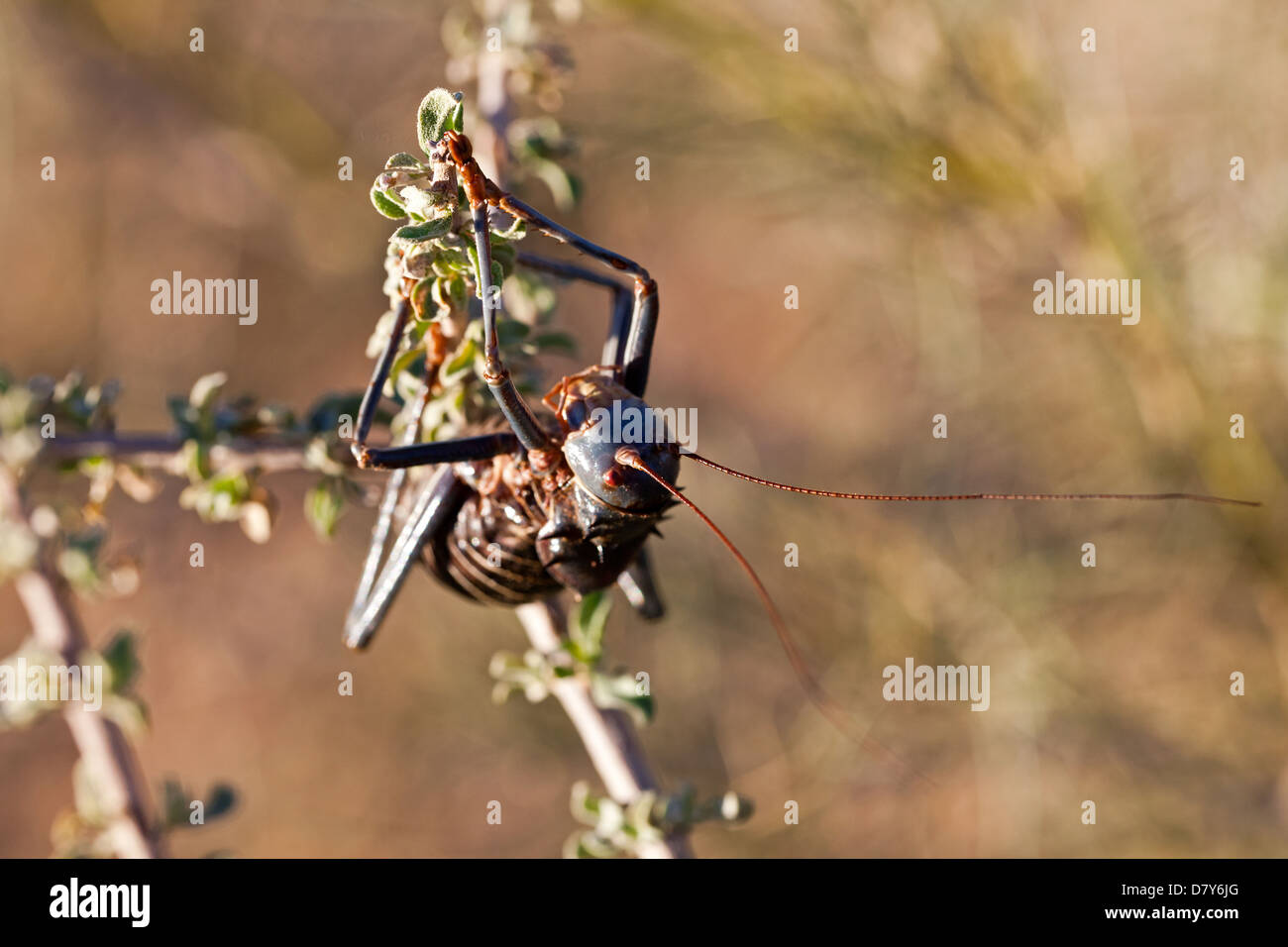 Armored crickets hi-res stock photography and images - Alamy