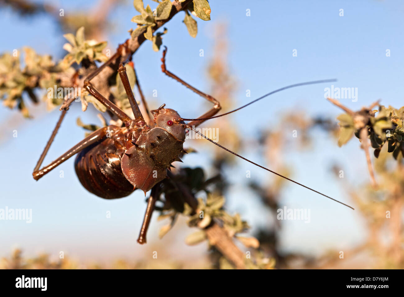 Armored crickets hi-res stock photography and images - Alamy