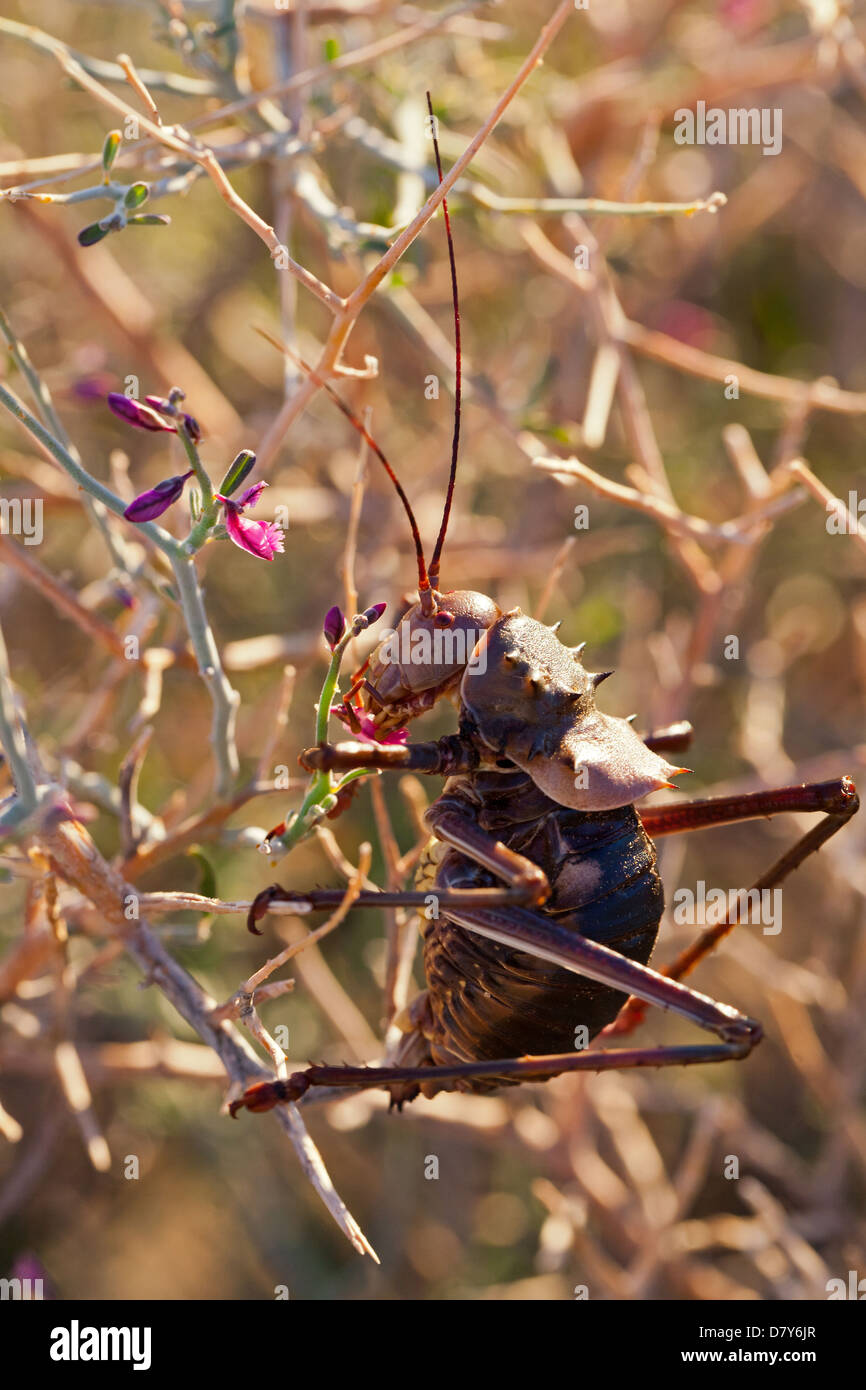 Armored crickets hi-res stock photography and images - Alamy