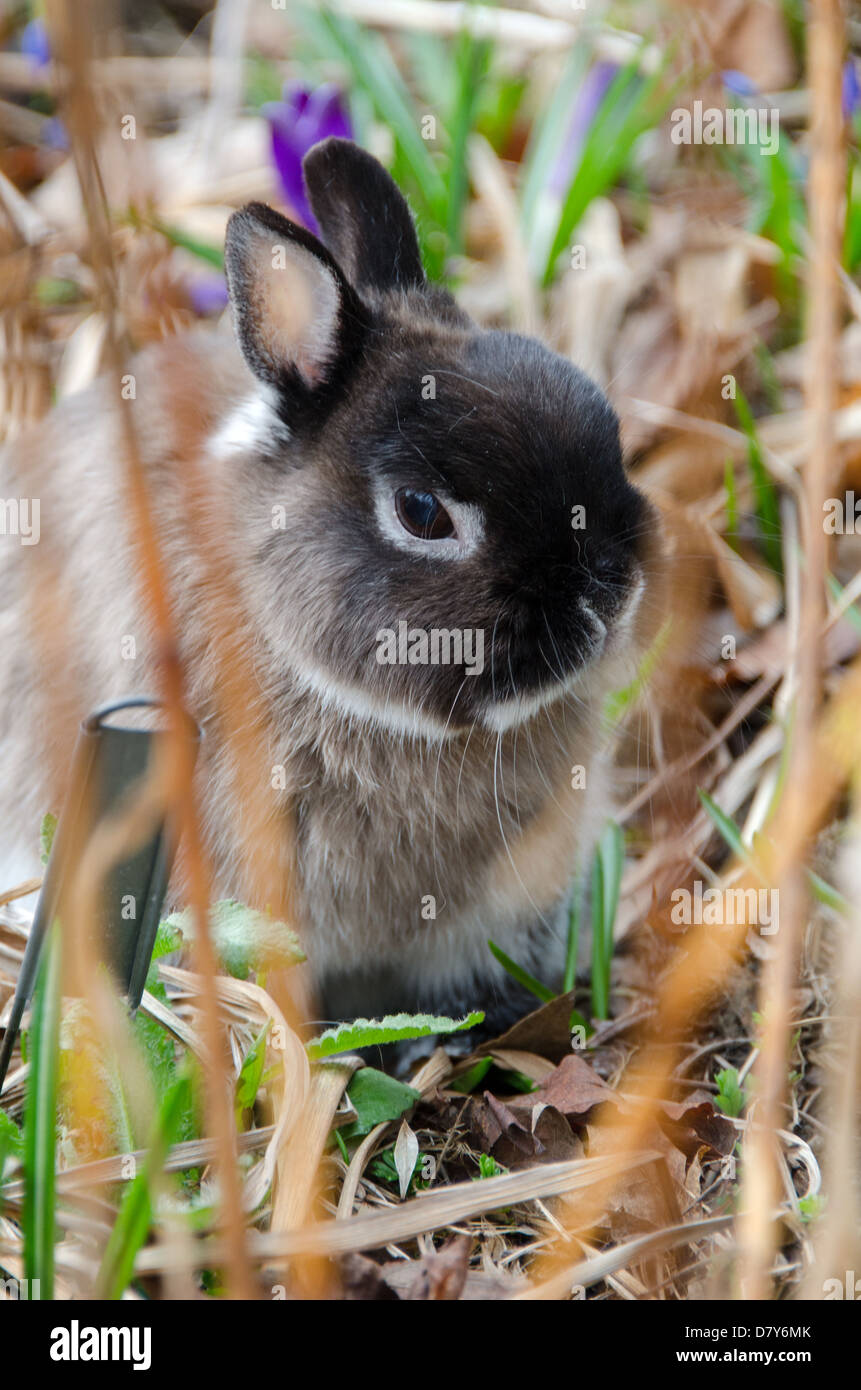 Dwarf Rabbit In A Garden