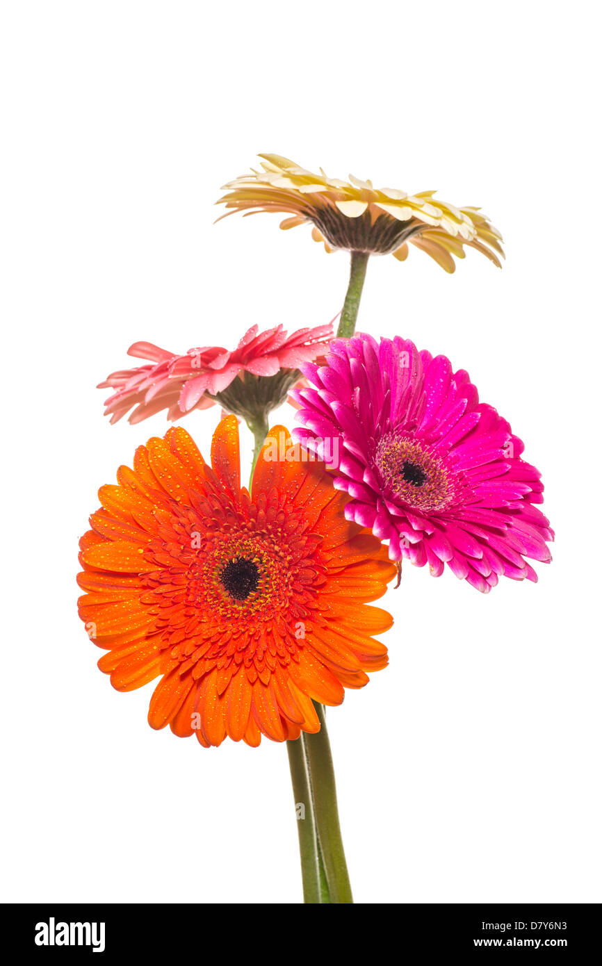 big beautiful gerbera flowers on a white background Stock Photo - Alamy