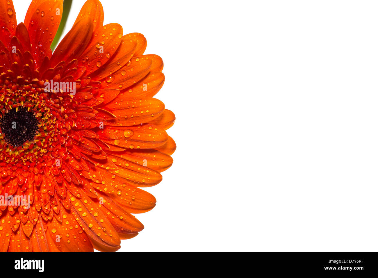 big beautiful gerbera flowers on a white background Stock Photo - Alamy