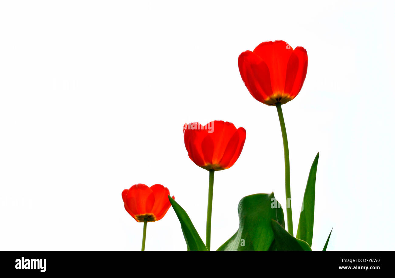 three red tulips against white sky Stock Photo - Alamy