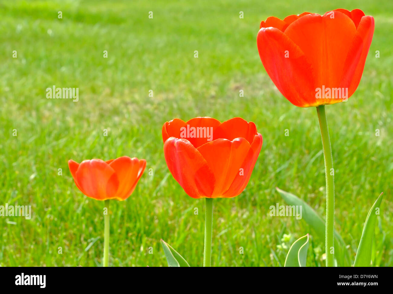 three red tulips against green grass field Stock Photo - Alamy