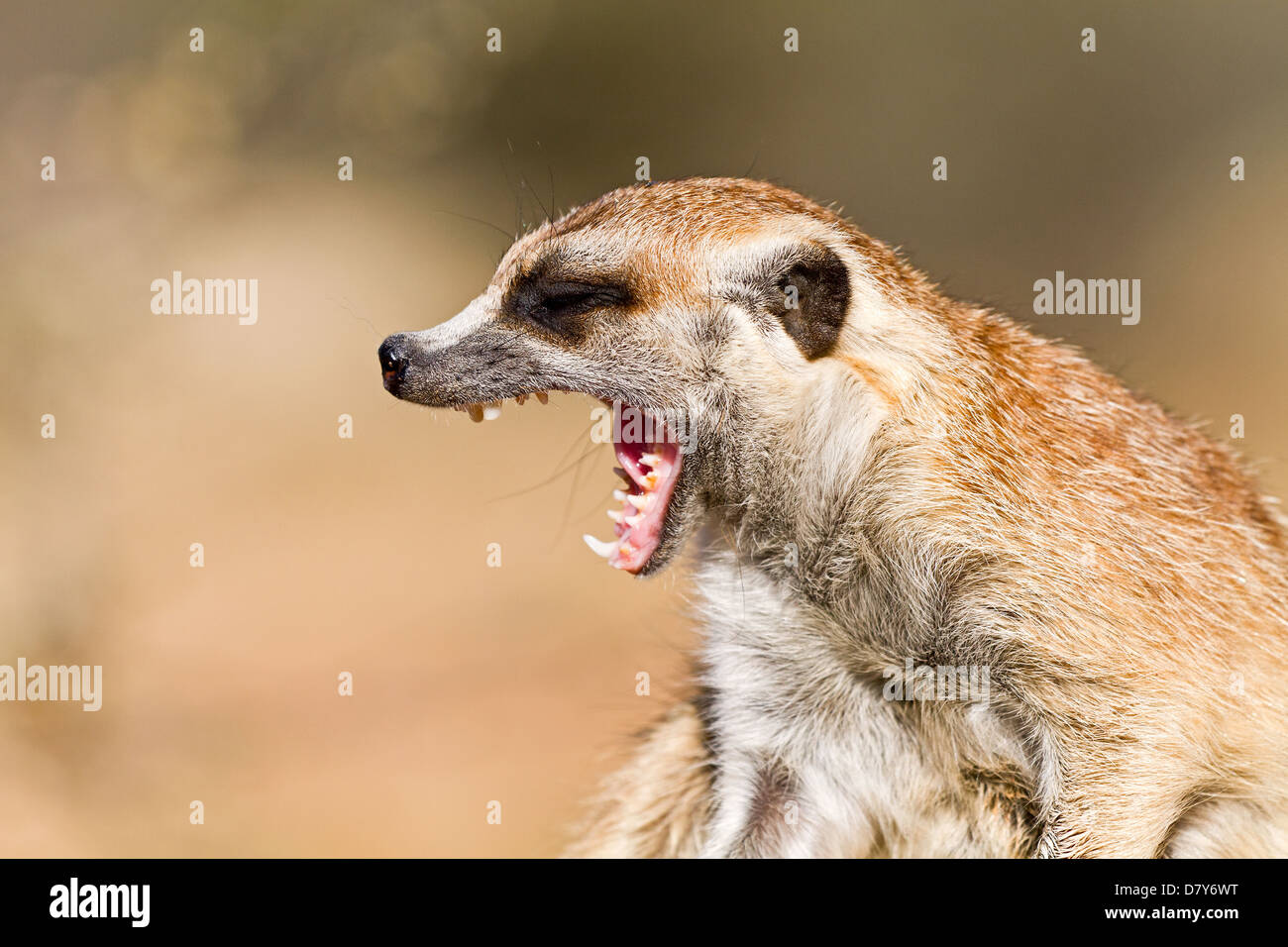 Mongoose africa teeth hi-res stock photography and images - Alamy