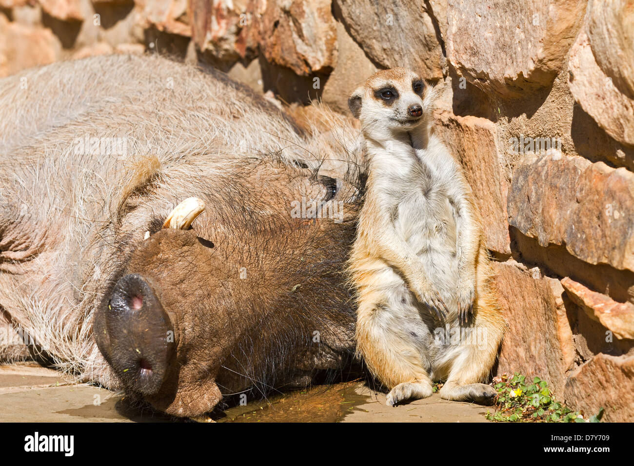 suricat and warthog Stock Photo - Alamy