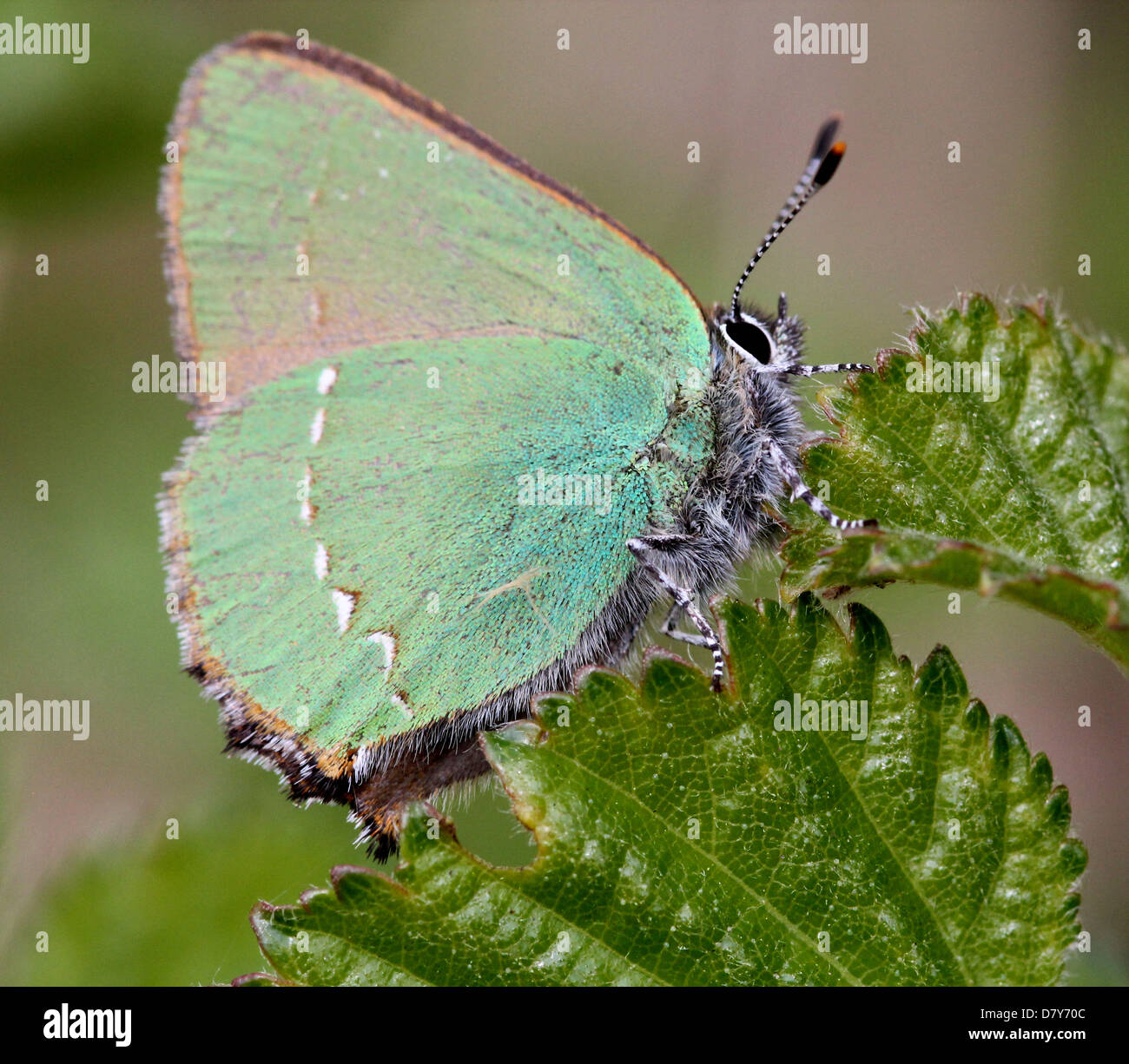 Macro close-up of a Green Hairstreak (Callophrys rubi) butterfly posing ...