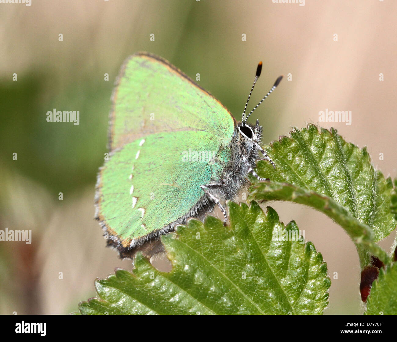Macro close-up of a Green Hairstreak (Callophrys rubi) butterfly posing ...