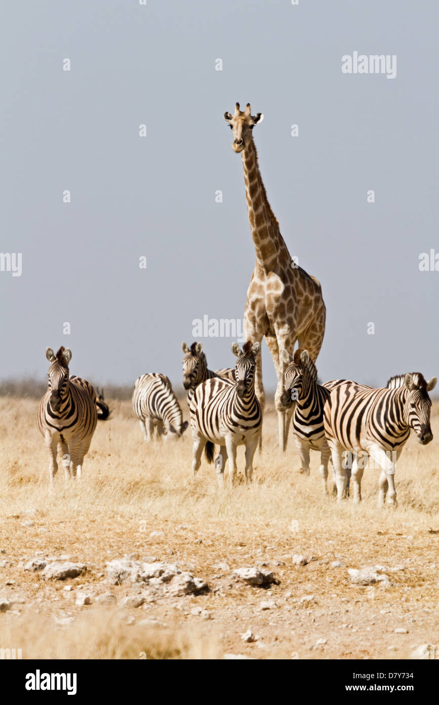 Giraffe and zebras Stock Photo - Alamy