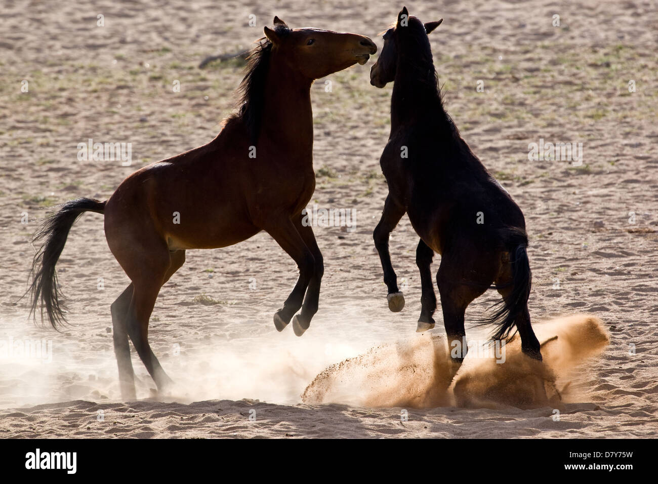 Two horses rise hi-res stock photography and images - Alamy