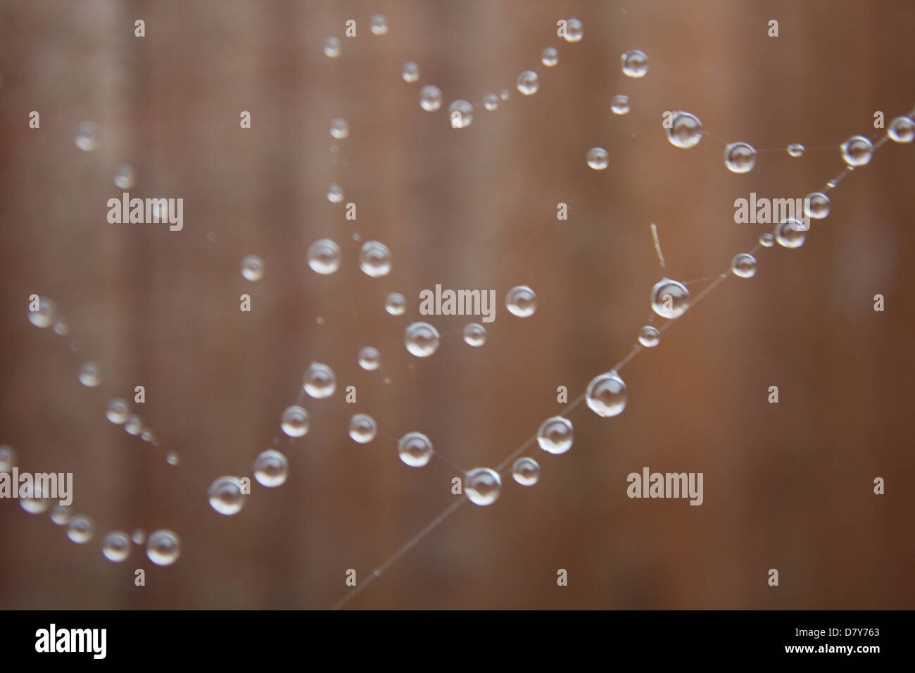 Raindrops on a spiderweb Stock Photo - Alamy