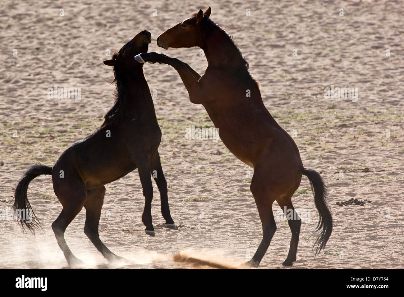 Two horses rise hi-res stock photography and images - Alamy