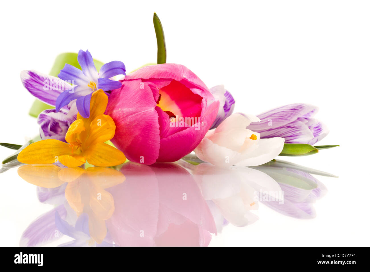 beautiful spring flowers on a white background Stock Photo - Alamy