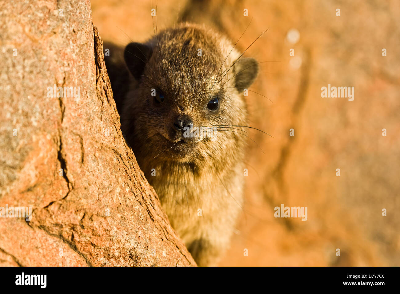 Hyrax hyraxes dassies hi-res stock photography and images - Alamy