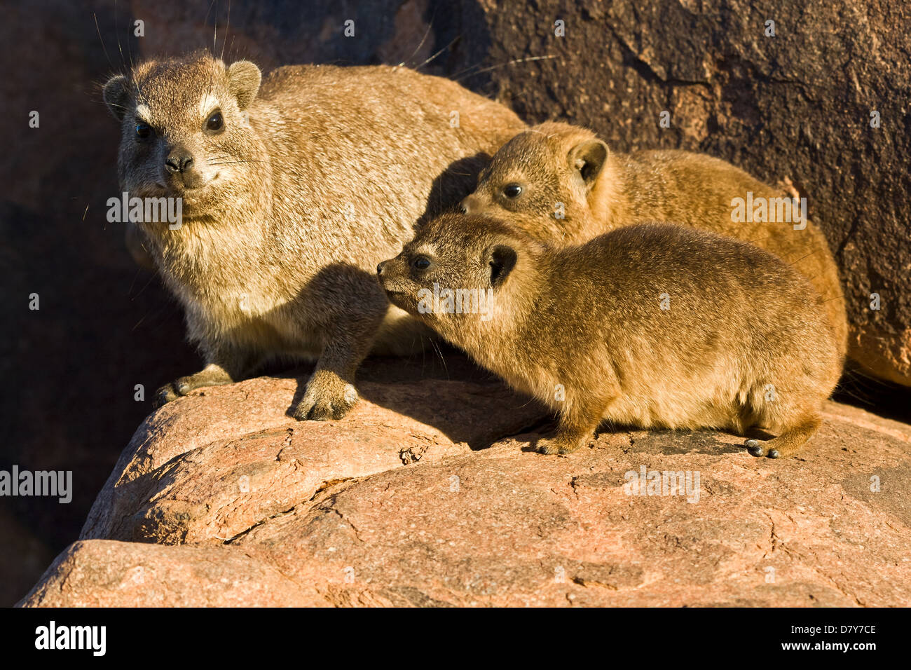 Baby rock hyraxes hi-res stock photography and images - Alamy